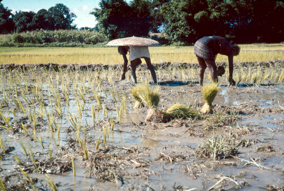 Earl Webb - RoundsImaging Services