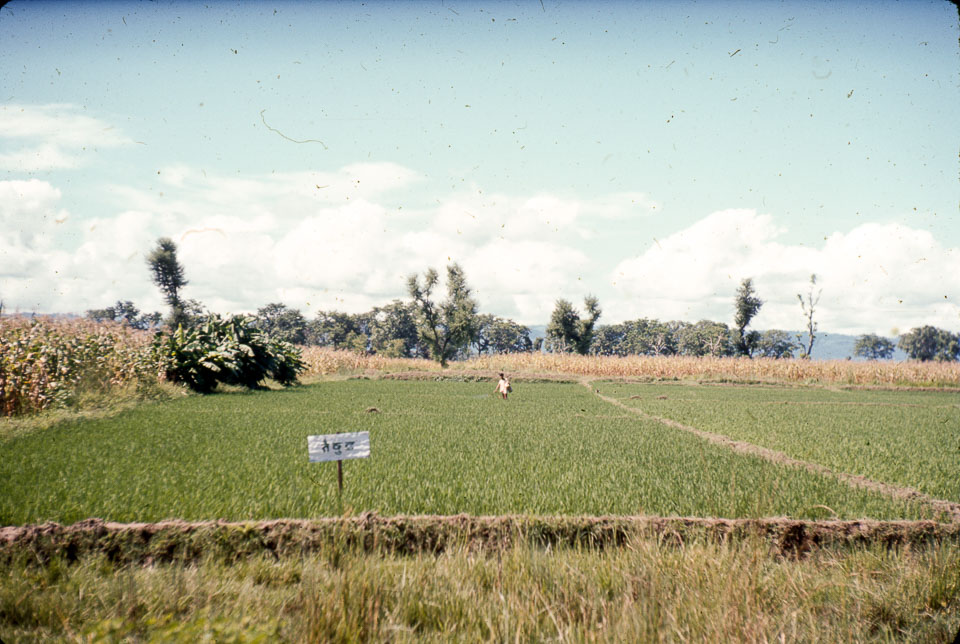 Earl Webb - RoundsImaging Services